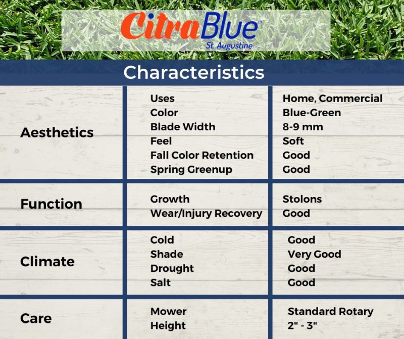 CitraBlue™ St. Augustine Grass - Woerner Turf & Landscape Supply