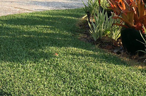 CitraBlue™ St. Augustine Grass - Woerner Turf & Landscape Supply